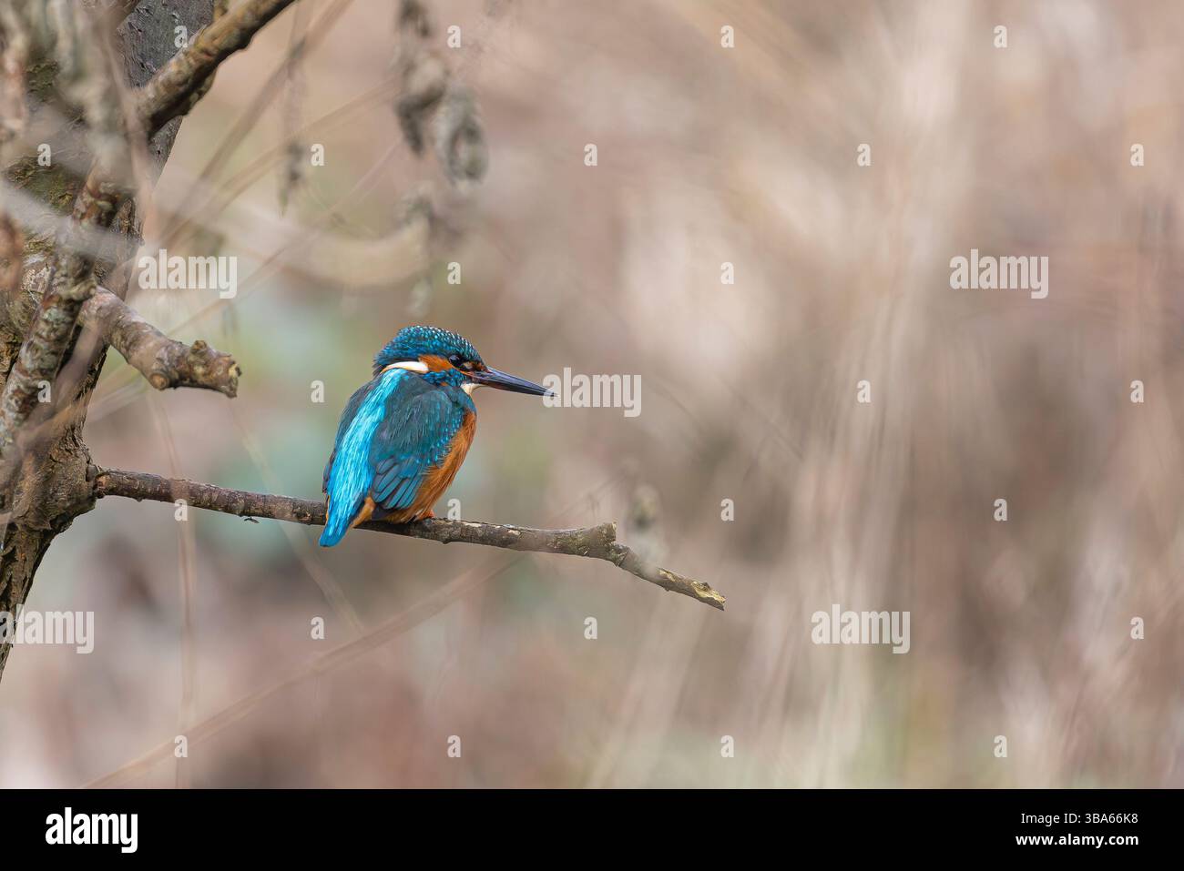 side view of a vibrant coloured kingfisher bird perched in a tree with ...