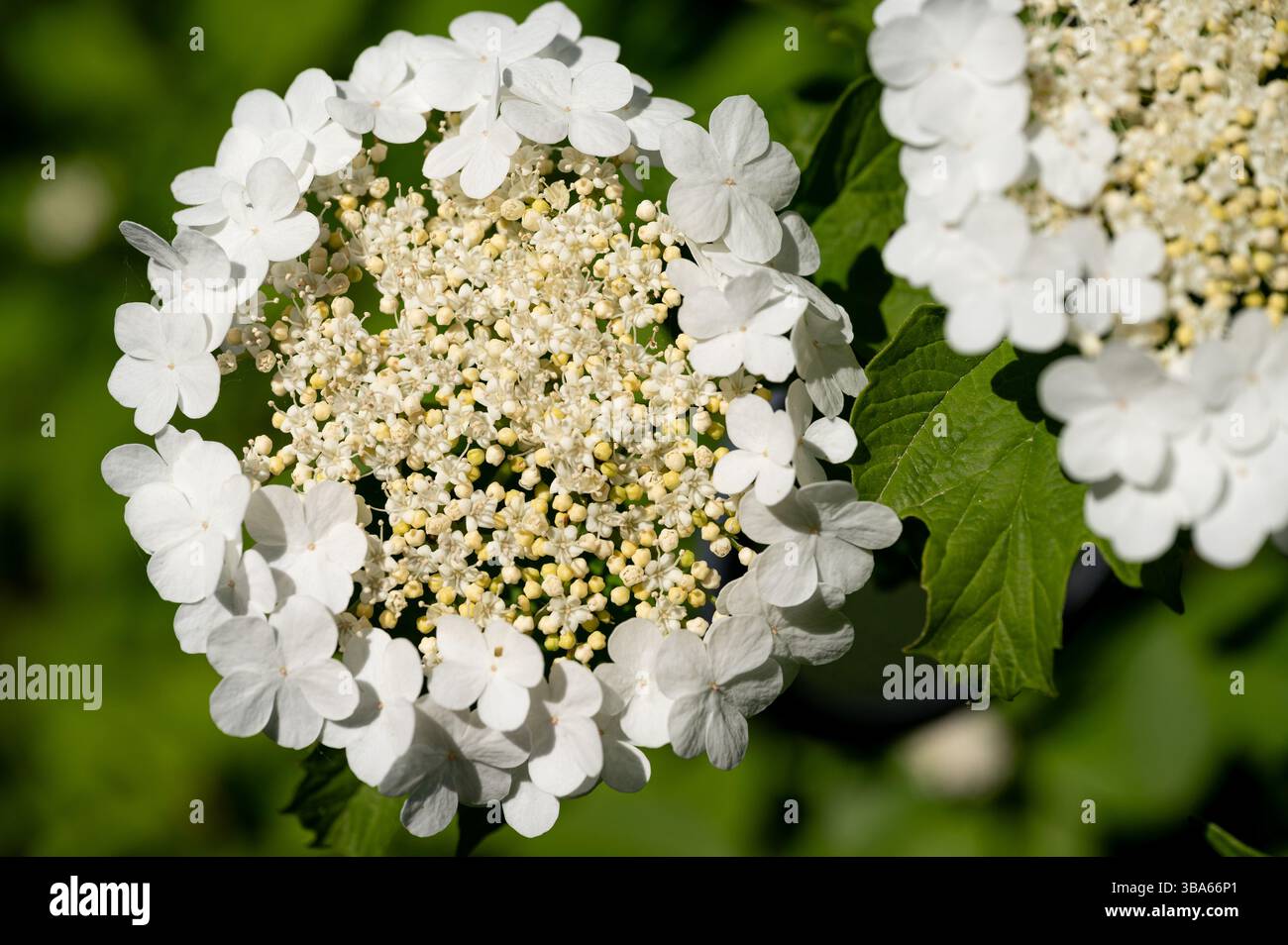 Blossom of Common snowball (Viburnum opulus Stock Photo - Alamy
