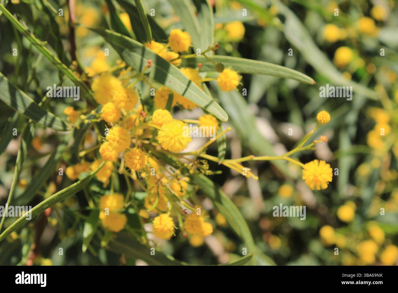 Golden wreath wattle, Mimosa à feuilles de saule, Mimosa bleuâtre ...