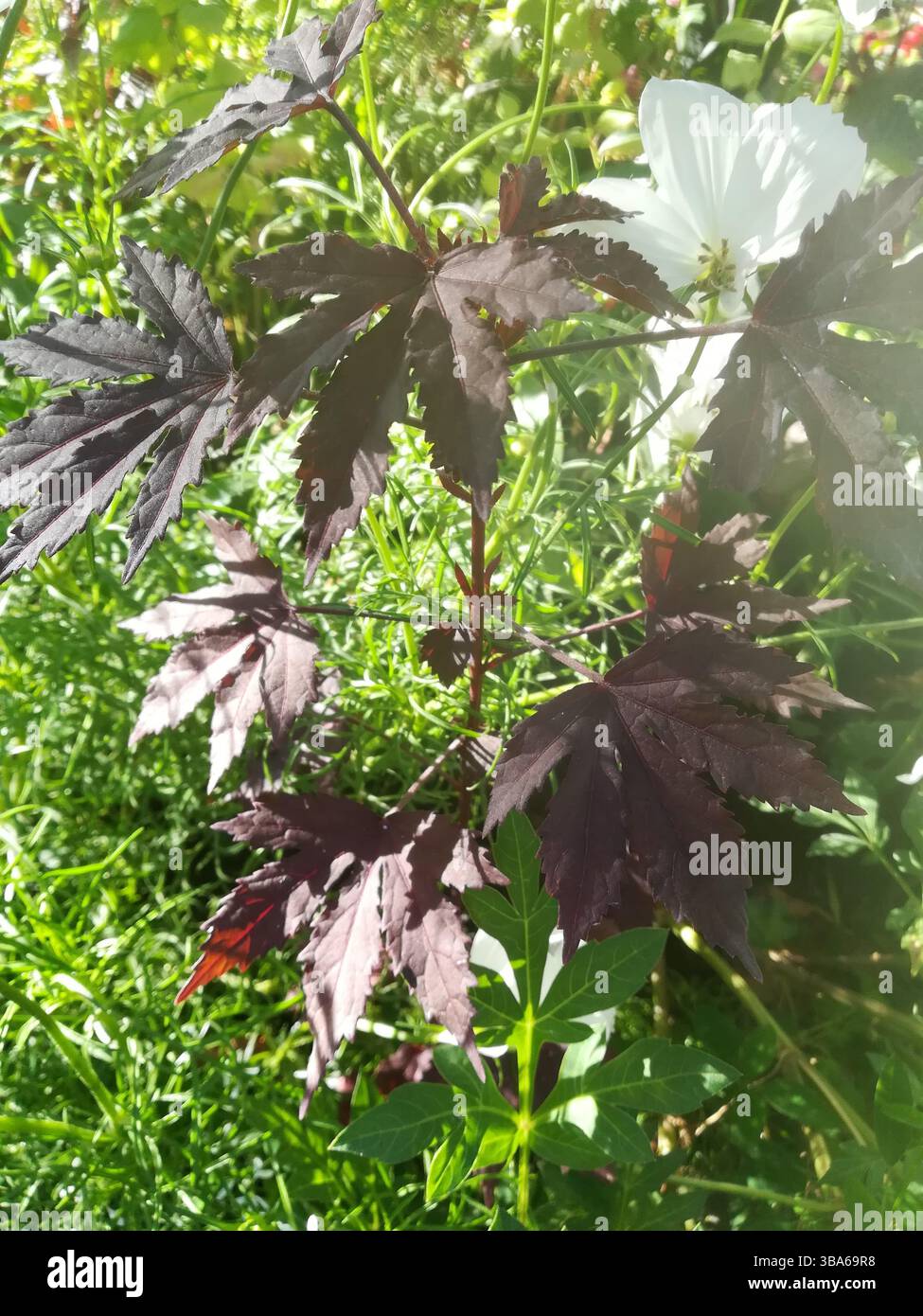 Japanese maple; Palmate Maple, Érable palmé, Japanse esdoorn, Japanse ...