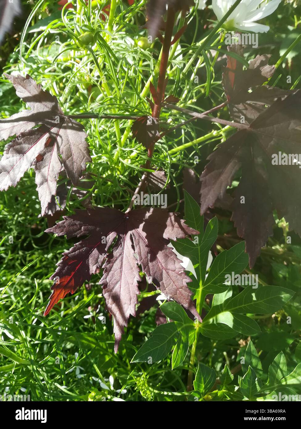 Japanese maple tree leaves bordo hi-res stock photography and images ...