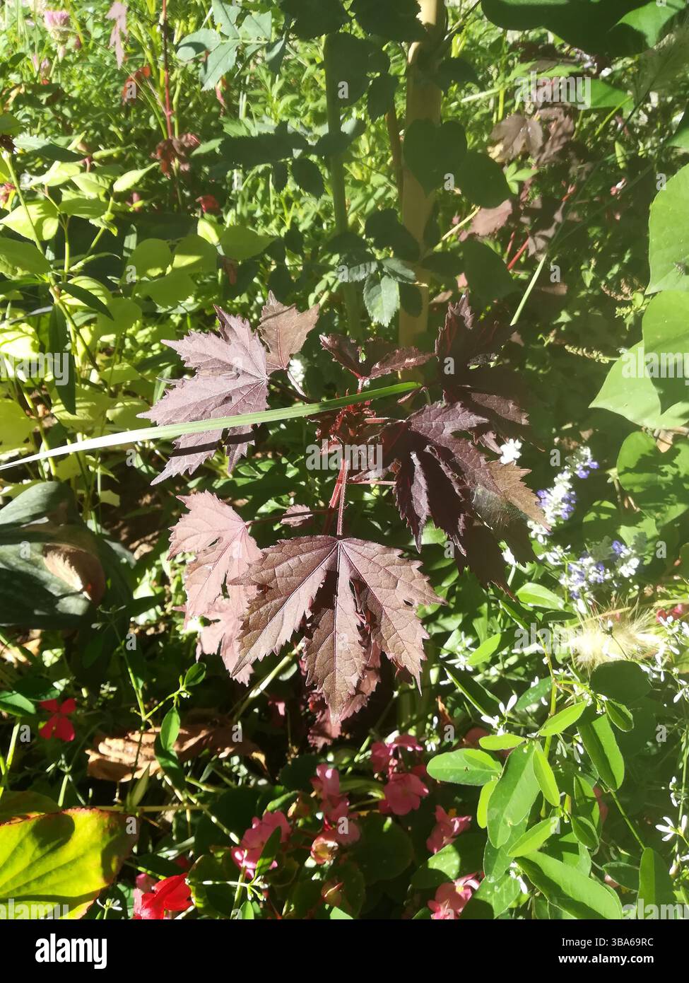 Japanese maple tree leaves bordo hi-res stock photography and images ...