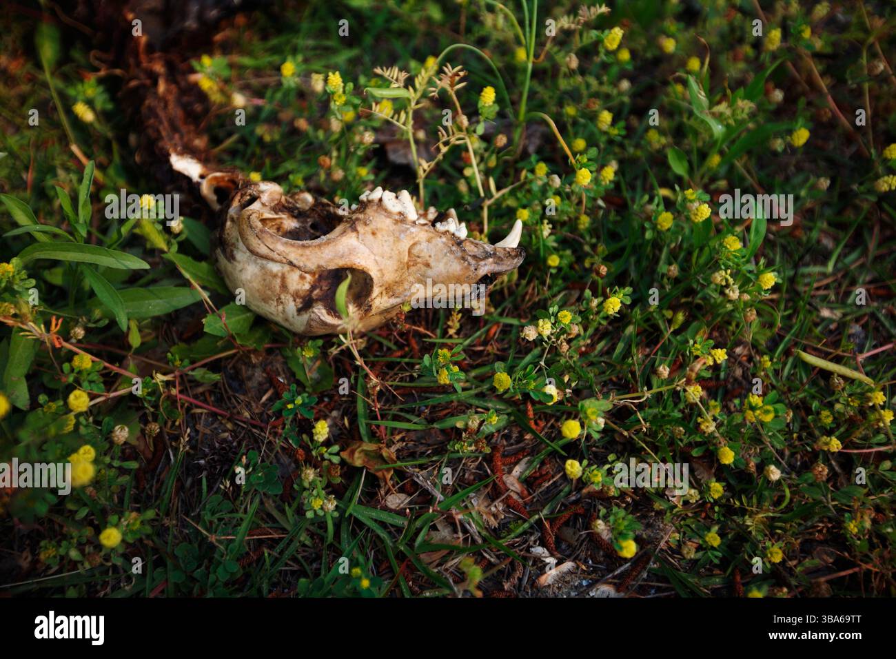 Skull dog lies in hi-res stock photography and images - Alamy
