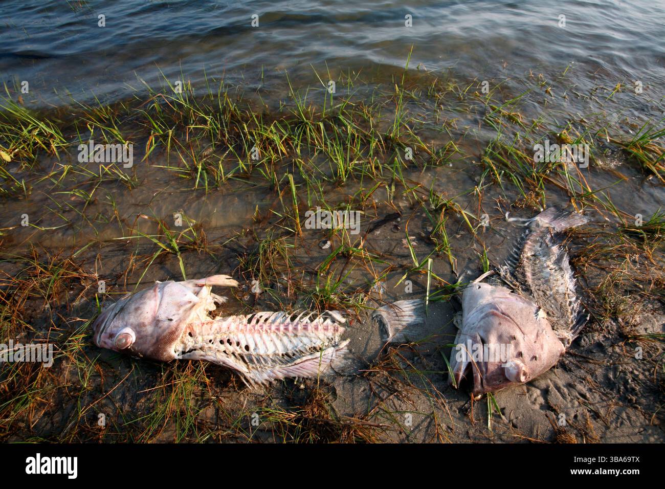 Marsh fish hi-res stock photography and images - Alamy