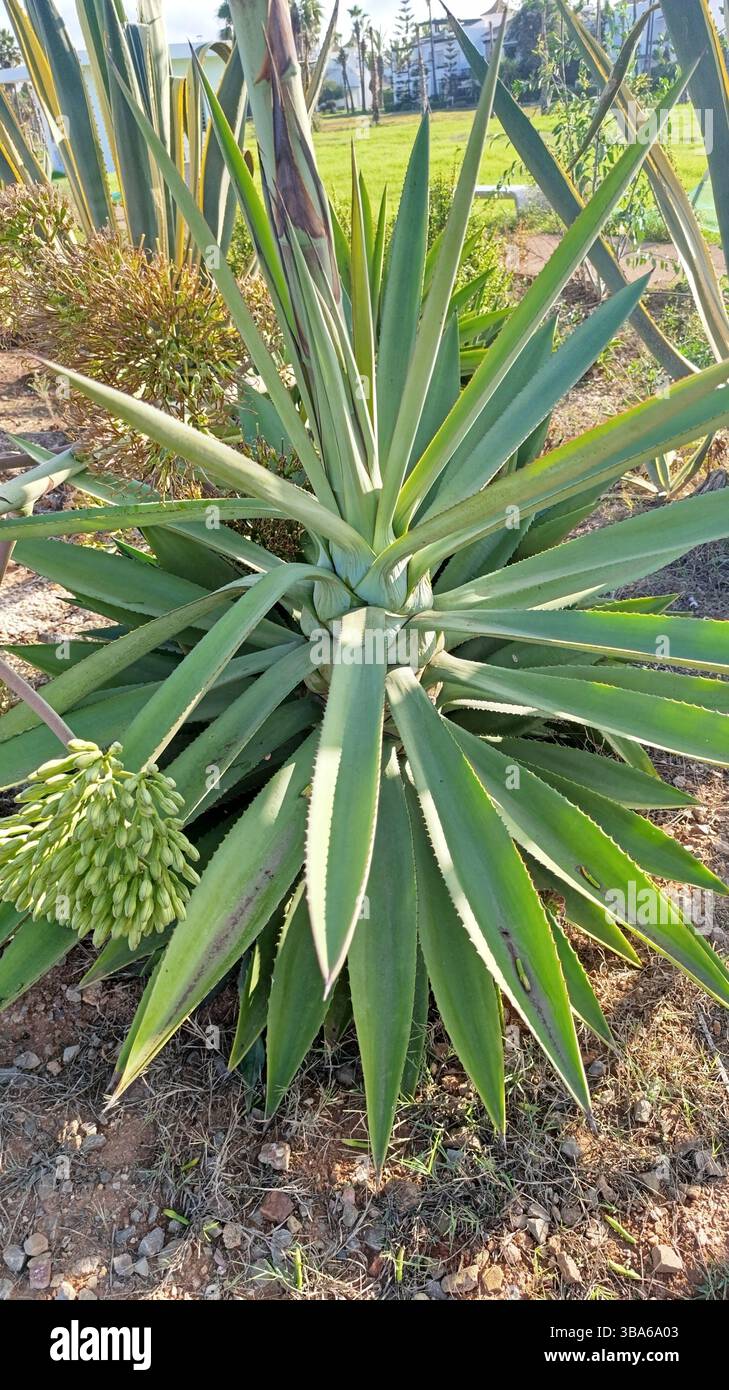 Florida agave, False sisal, Agave de Floride, Fausse agave - Agave ...