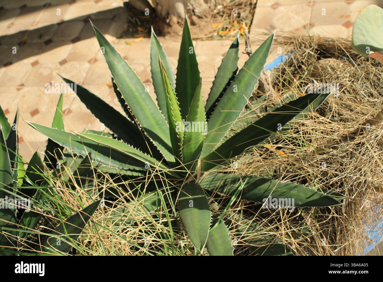 Thorncrest century plant, Agave crêté, Agave à fleur dressée, Tula ...