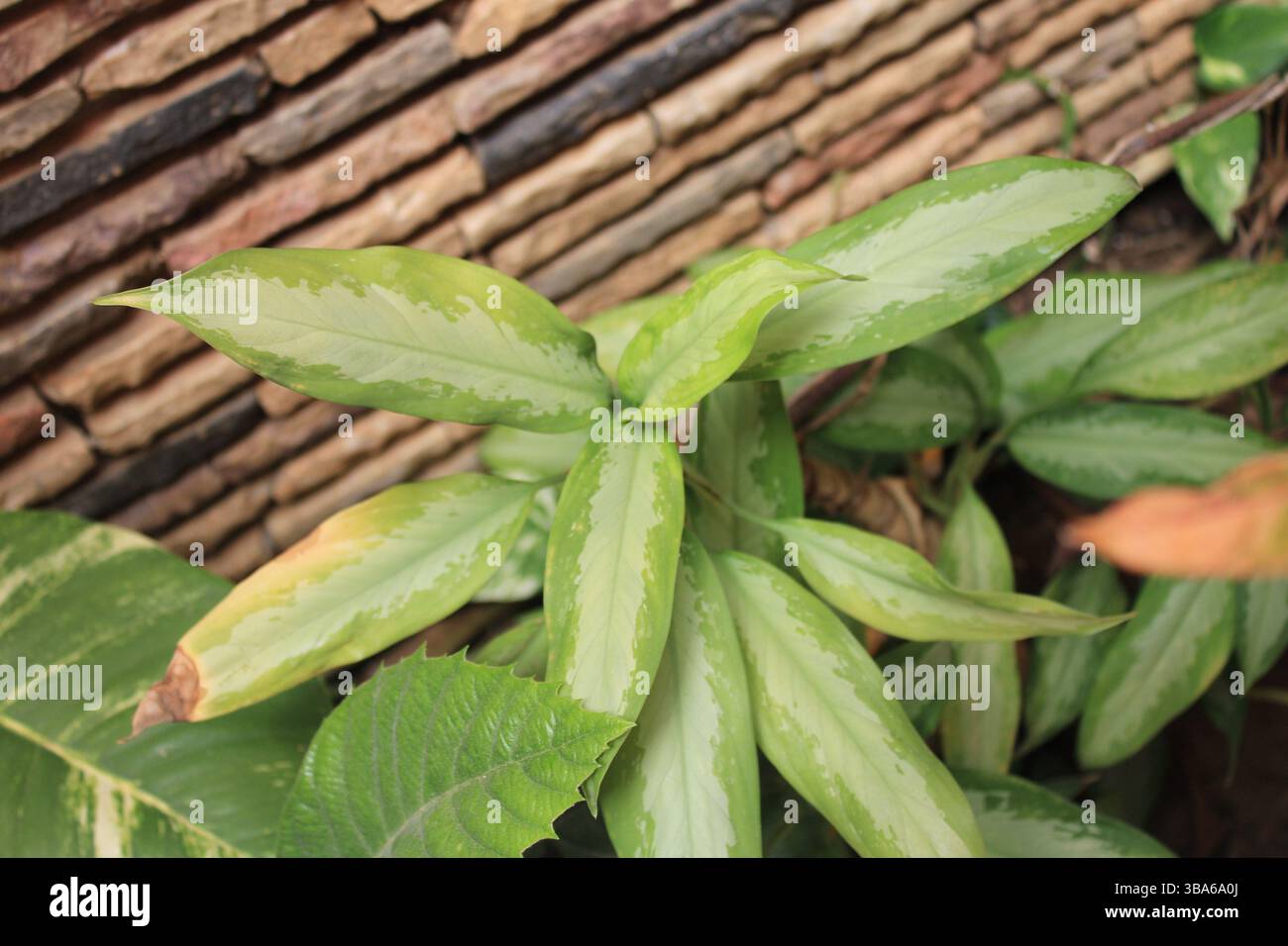 Chinese evergreen, Silver queen aglaonema, Poison Dart Plant, Ape ...