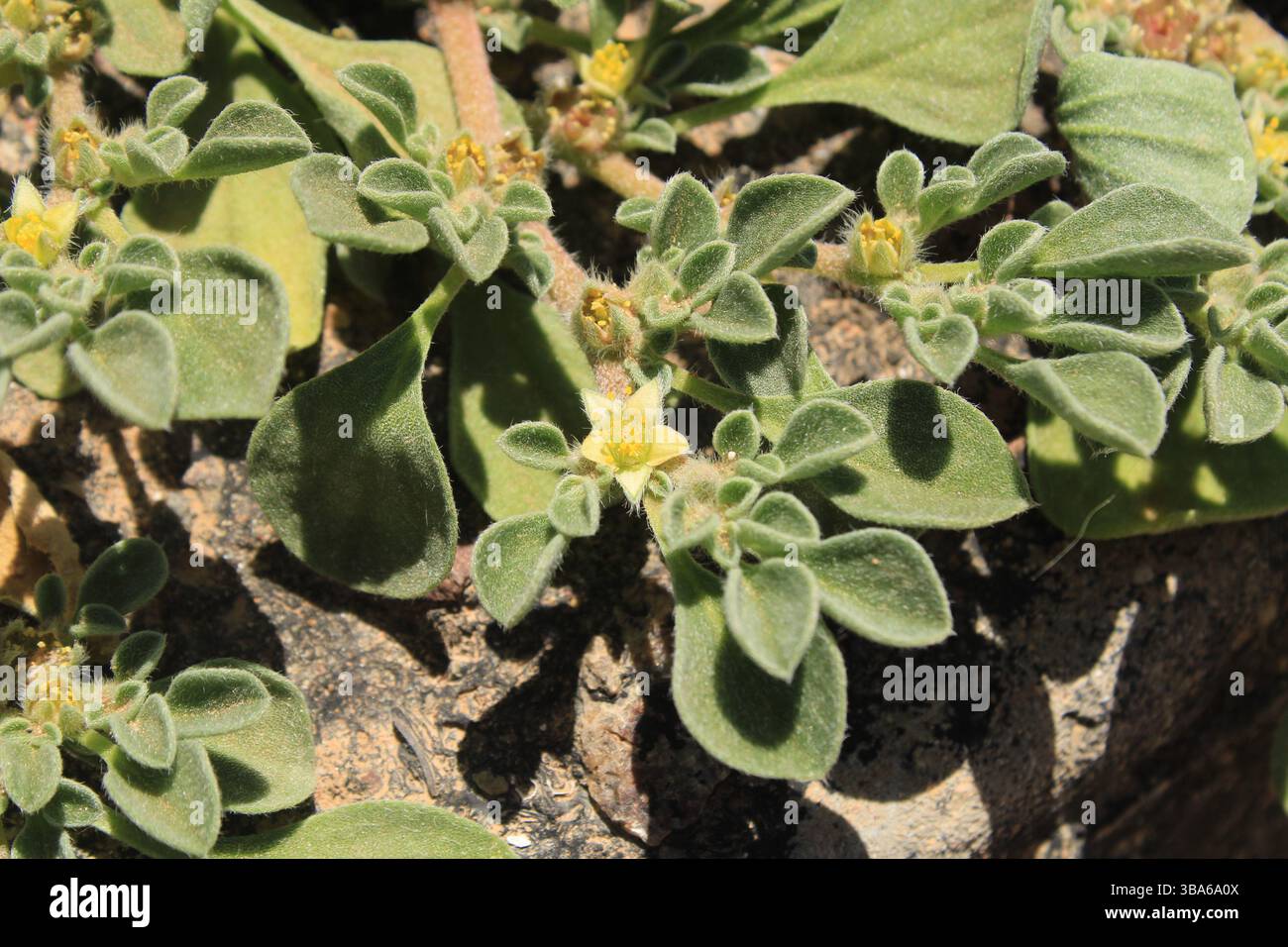 Purslane leaved aizoon, Canary iceplant, Aizoon des Canaries, Pata ...