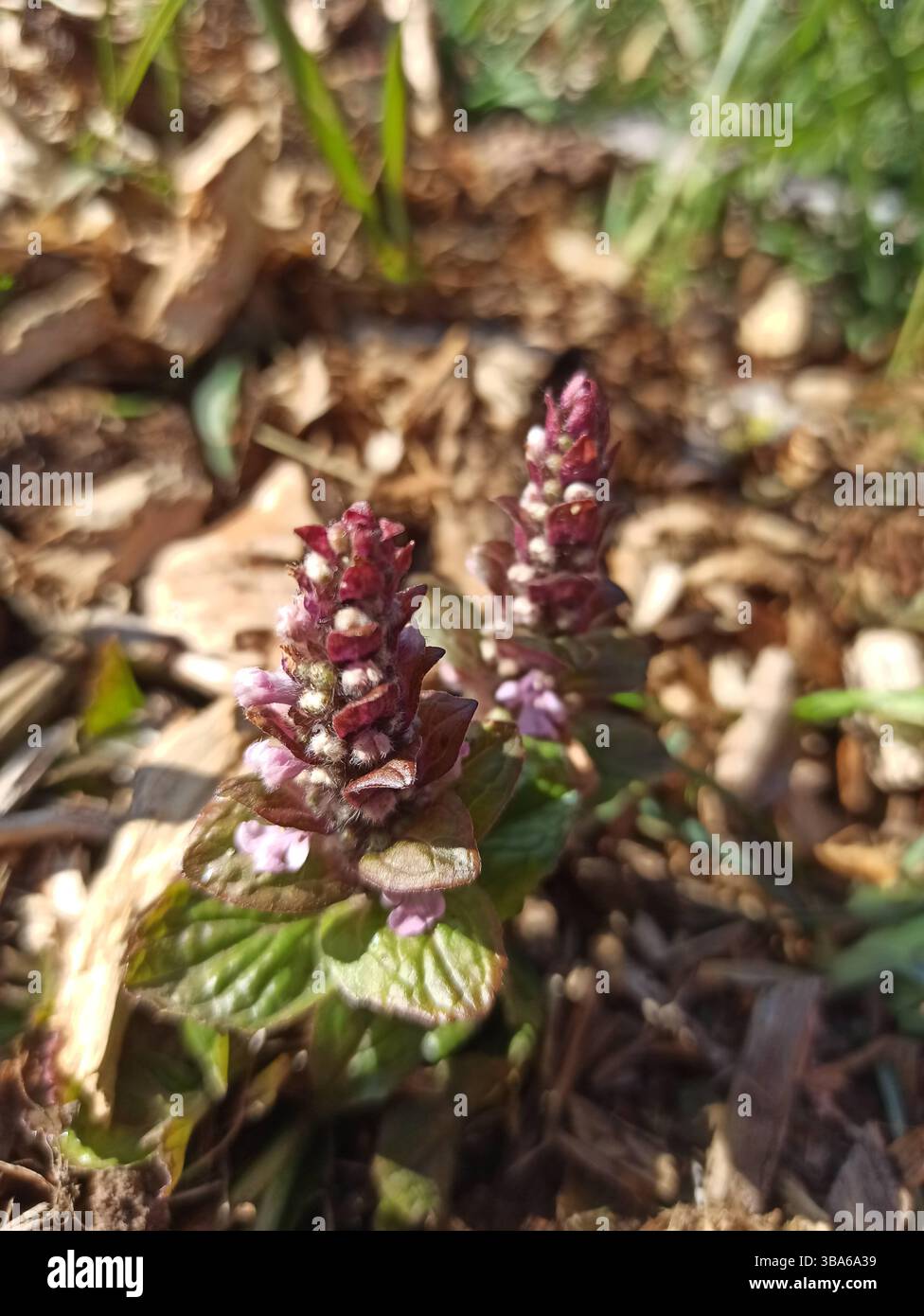 Pyramid bugle, Pyramidal bugleweed, Búgula piramidal, Pyramidengünsel ...