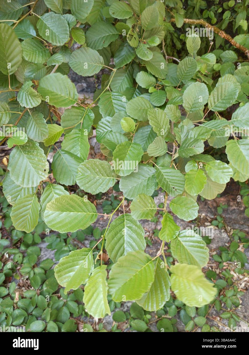 Common alder, European black alder, Aulne glutineux, Aulne noir, Aulne ...