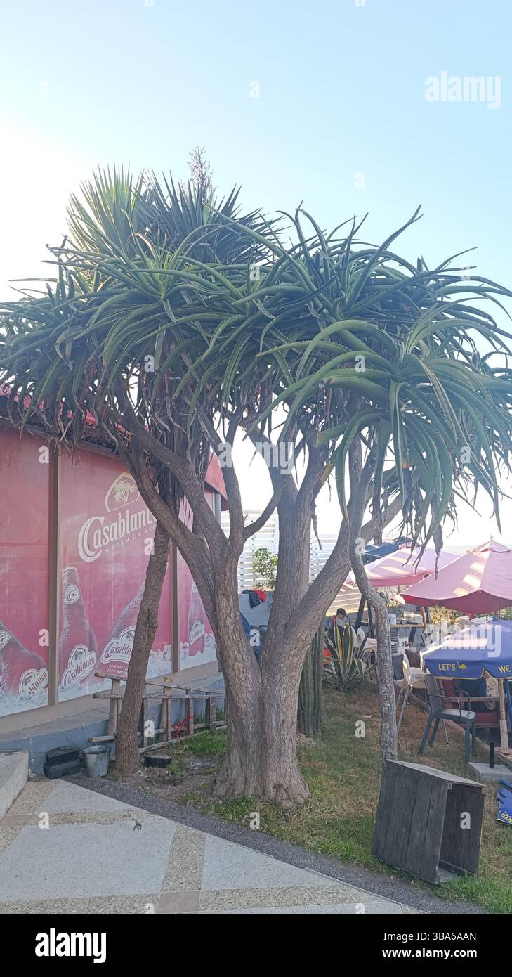 Eastern tree Aloe, Aloé en Arbre, Boomaalwyn, Umgxwala - Aloidendron ...