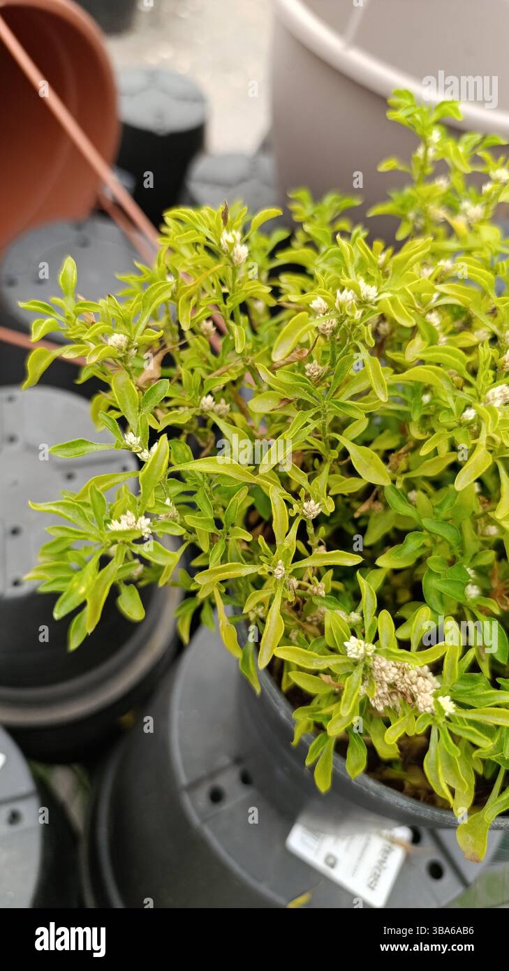 Shiny Calico, Calico plant, Calico brillant, Caractère des hommes ...