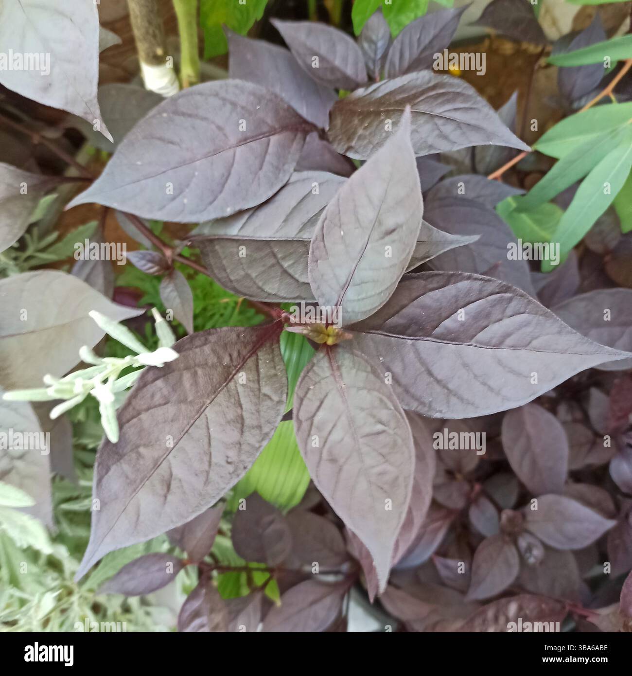 Ruby leaf, metal weed, bloodleaf - Alternanthera brasiliana ...