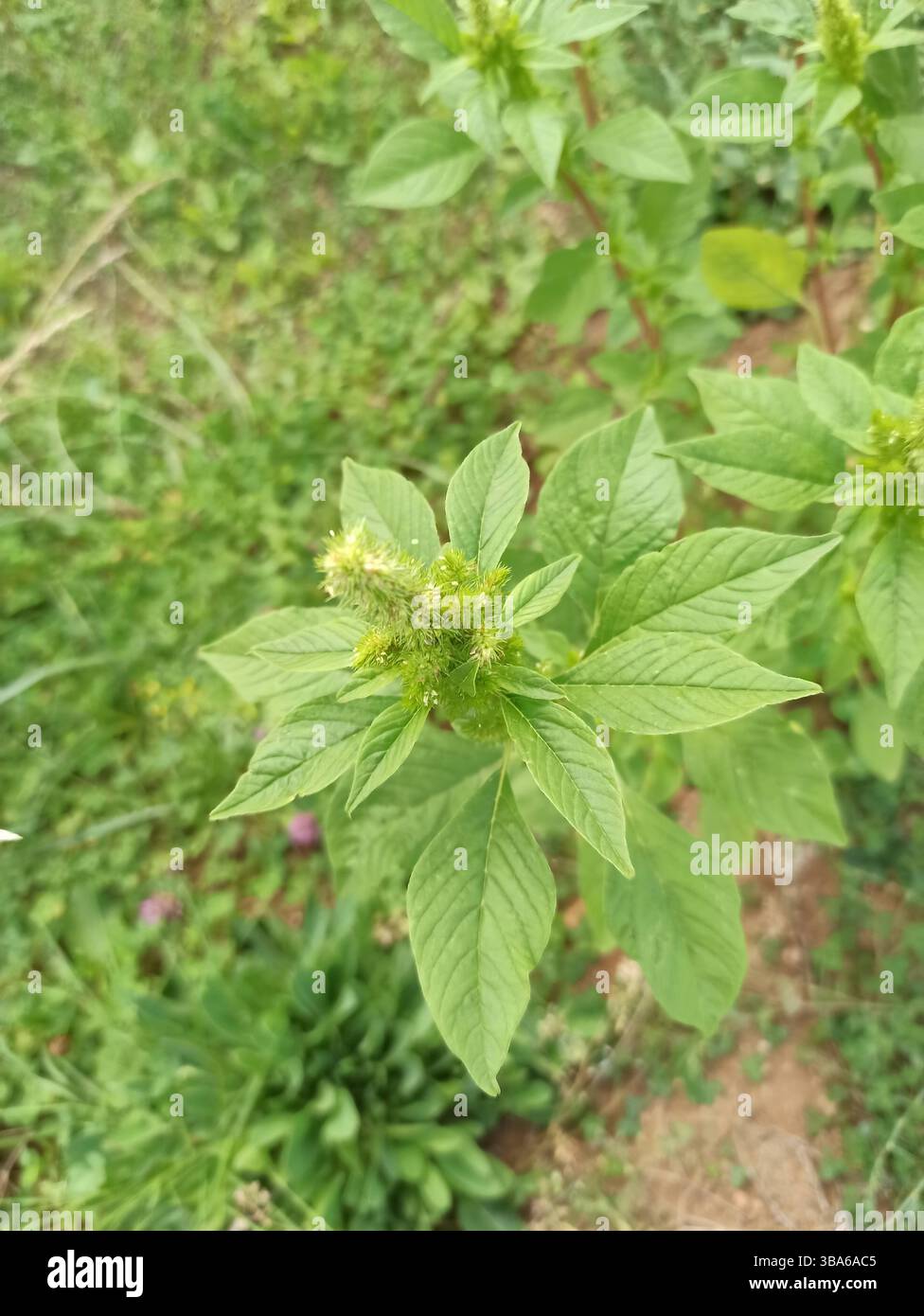 Reflexed amaranth, Amarante réfléchie - Amaranthus retroflexus ...