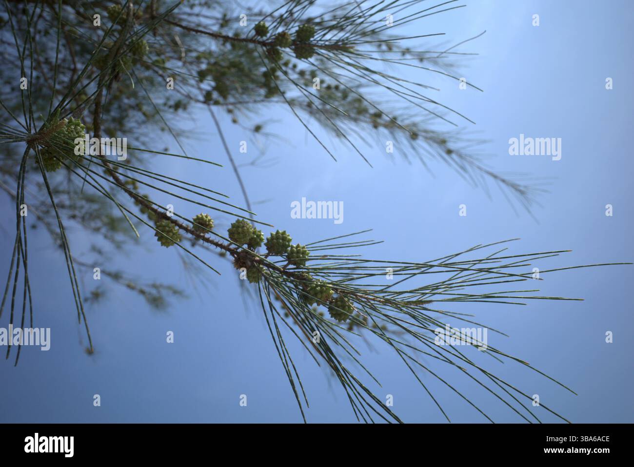 Cemara Udang fruits, Australian pine tree or whistling pine tree ...
