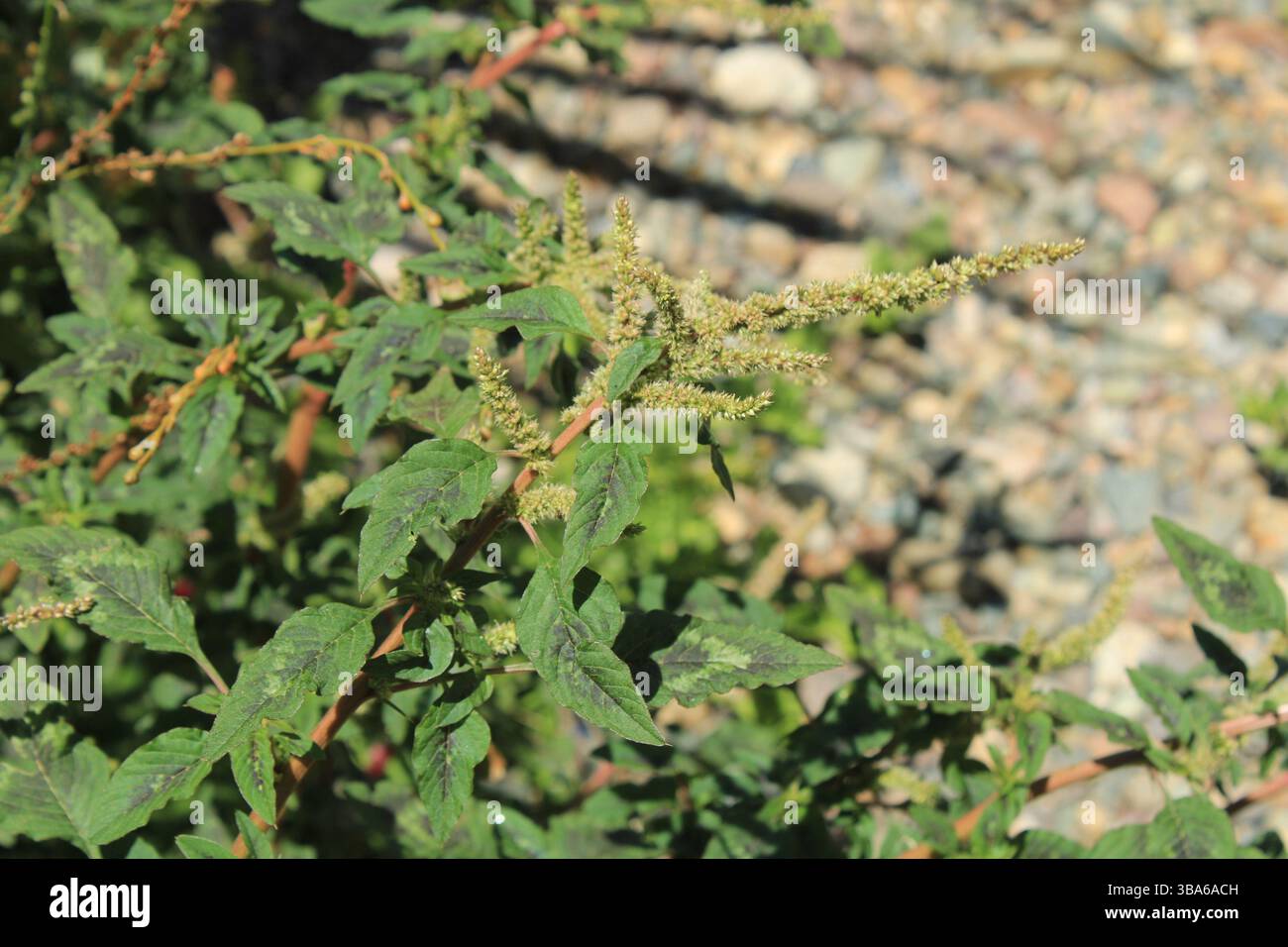 Spiny pigweed, Thorny amaranth, Amarante épineuse, Épinard malabre ...