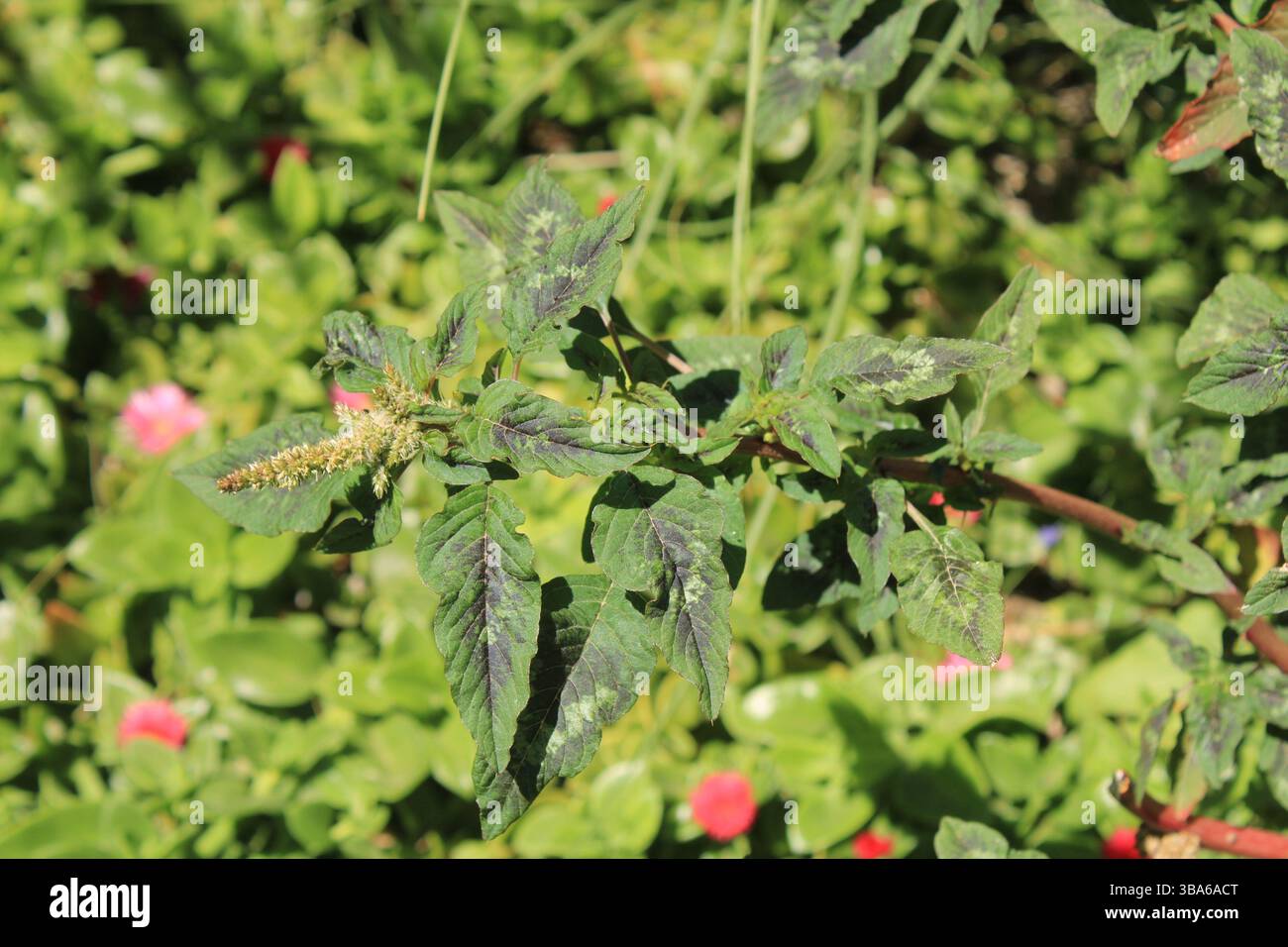 Spiny pigweed, Thorny amaranth, Amarante épineuse, Épinard malabre ...