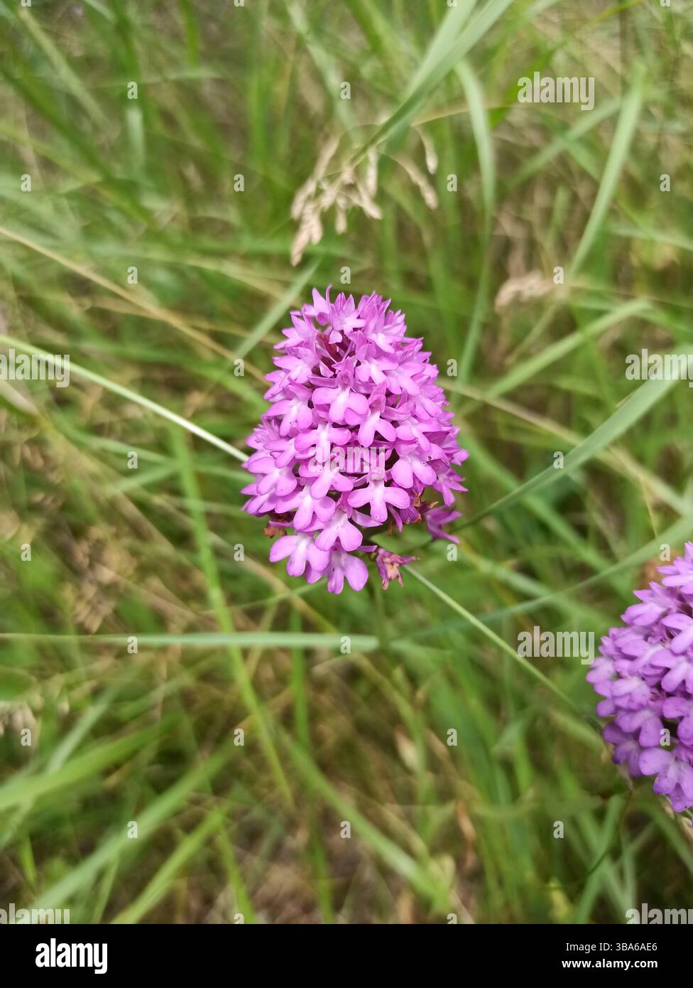 Pyramide de fleurs pyramide de fleurs hi-res stock photography and ...