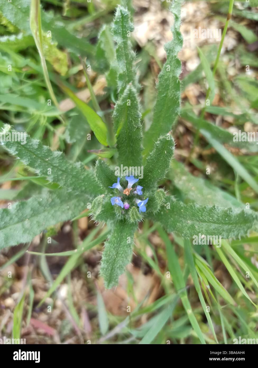 Peltorasti hi-res stock photography and images - Alamy