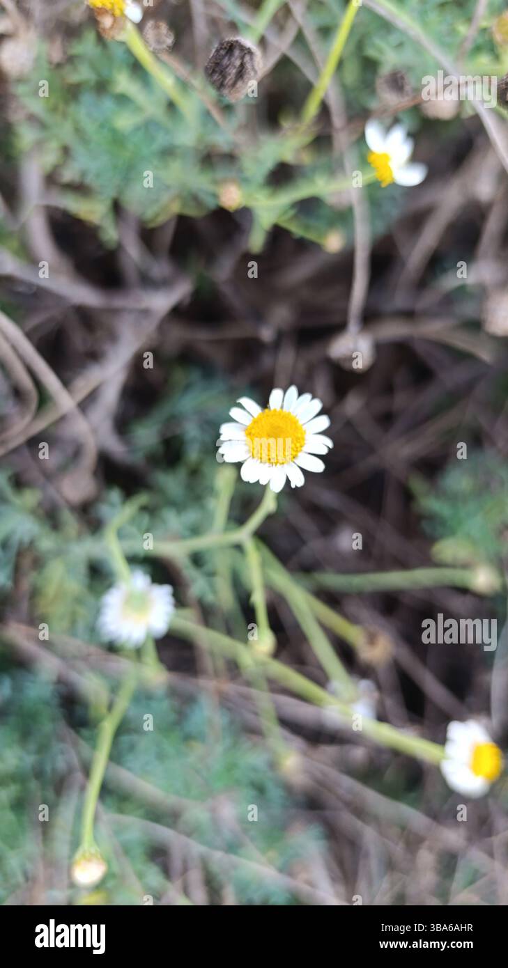Seaside Chamomile, Anthémide maritime, Anthémis maritime, Camomille ...