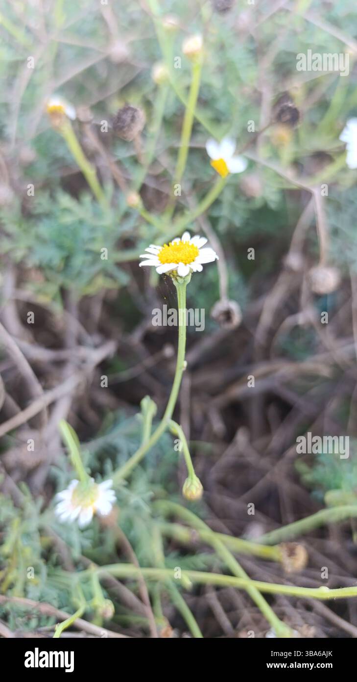 Seaside Chamomile, Anthémide maritime, Anthémis maritime, Camomille ...