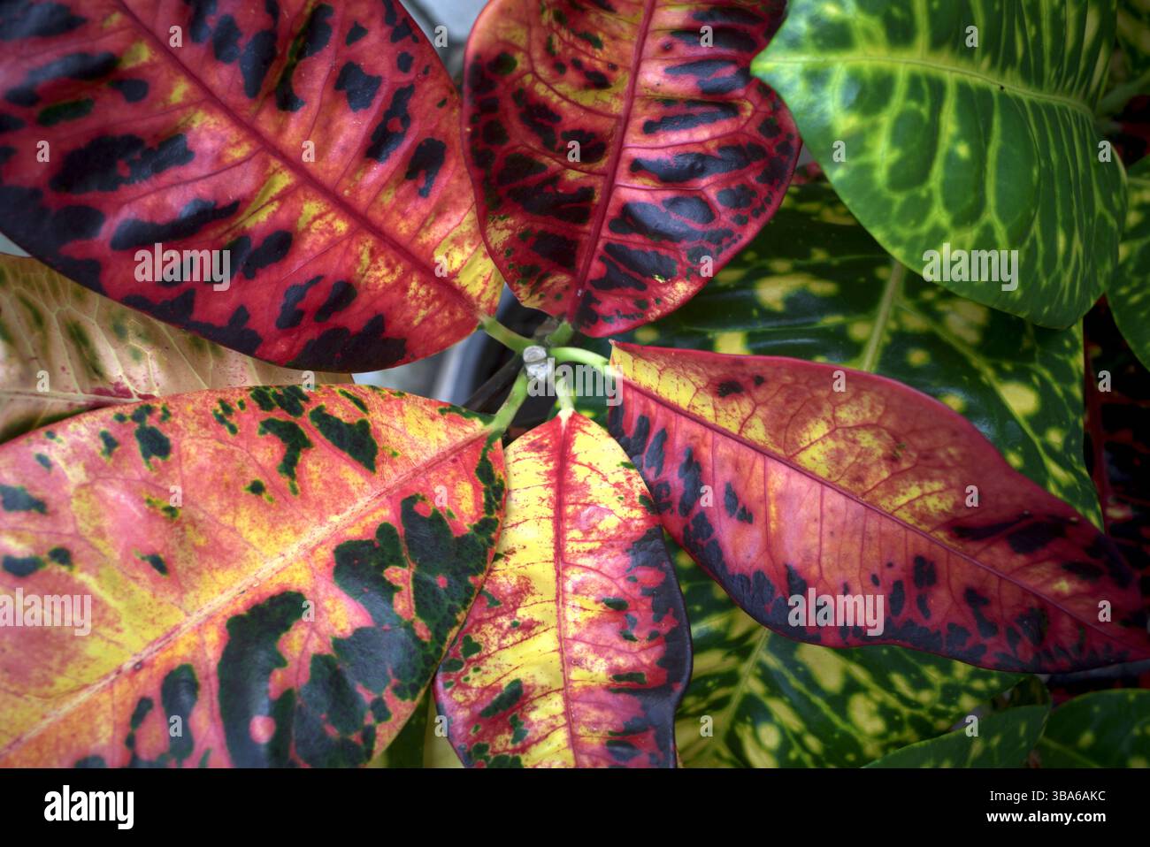 Croton (Codiaeum variegatum), a popular houseplant with many varieties ...