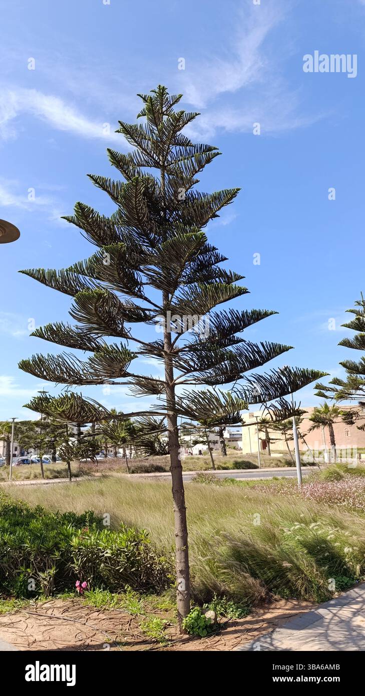Norfolk Island pine, Araucaria de Norfolk, Pin de Norfolk - Araucaria ...