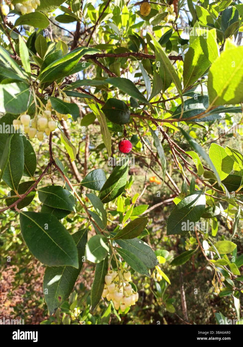 Strawberry tree, Arbousier commun, Arbre à fraises - Arbutus unedo ...