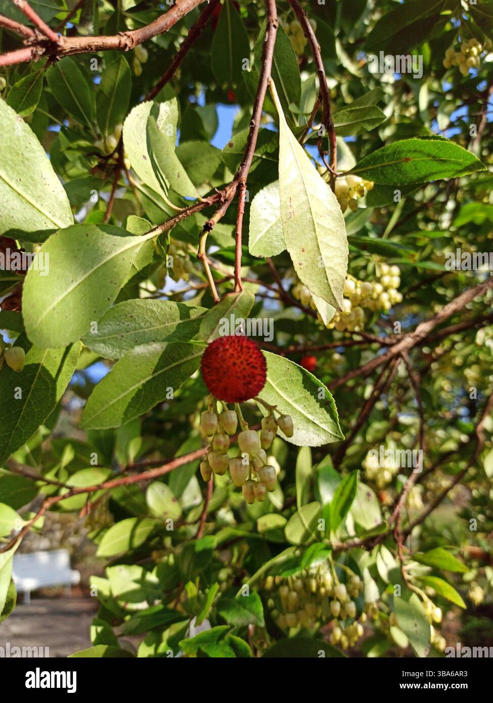 Strawberry tree, Arbousier commun, Arbre à fraises - Arbutus unedo ...