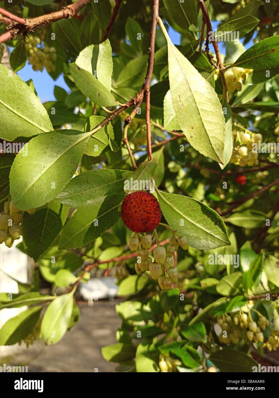 Strawberry tree, Arbousier commun, Arbre à fraises - Arbutus unedo ...