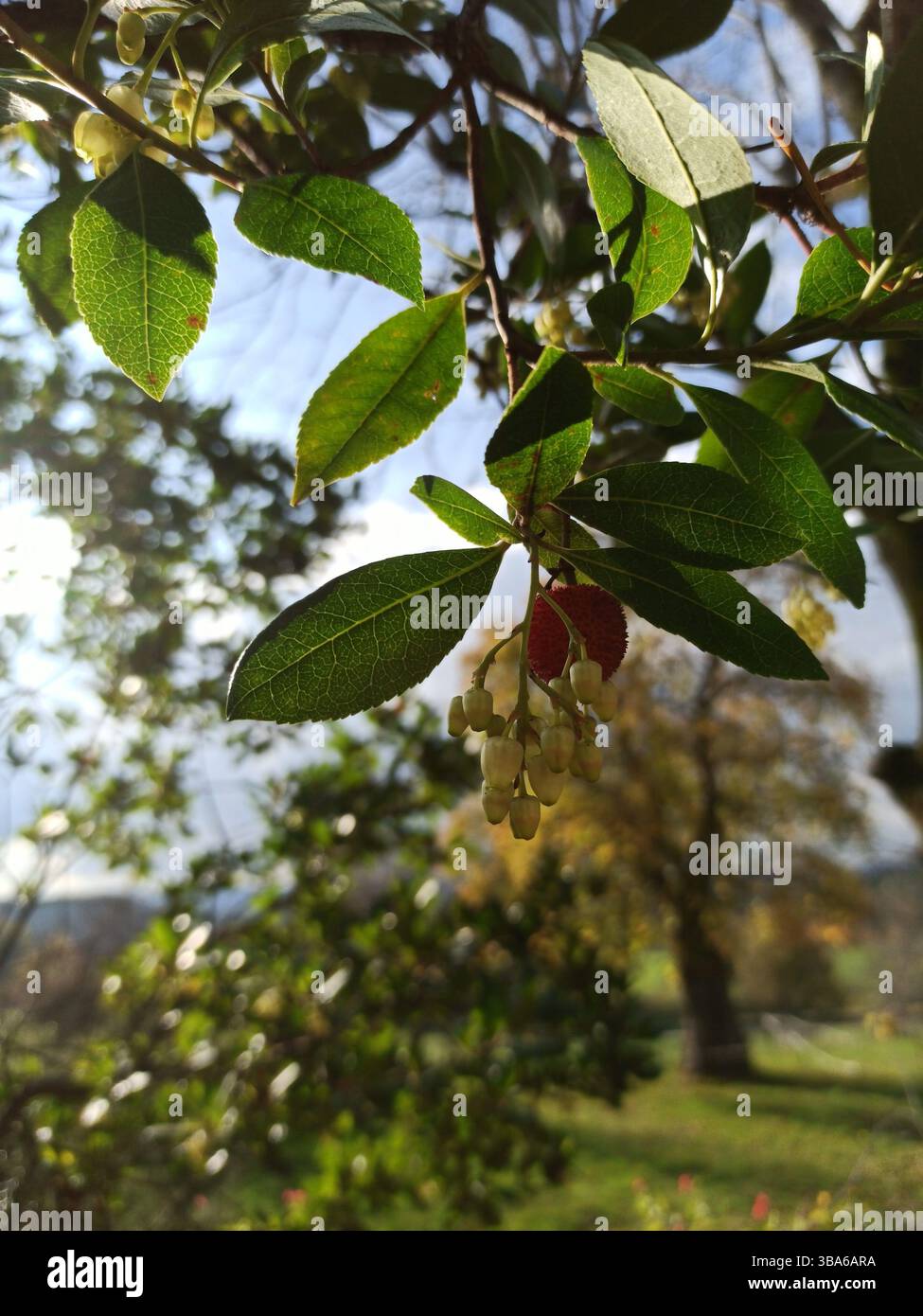 Strawberry tree, Arbousier commun, Arbre à fraises - Arbutus unedo ...