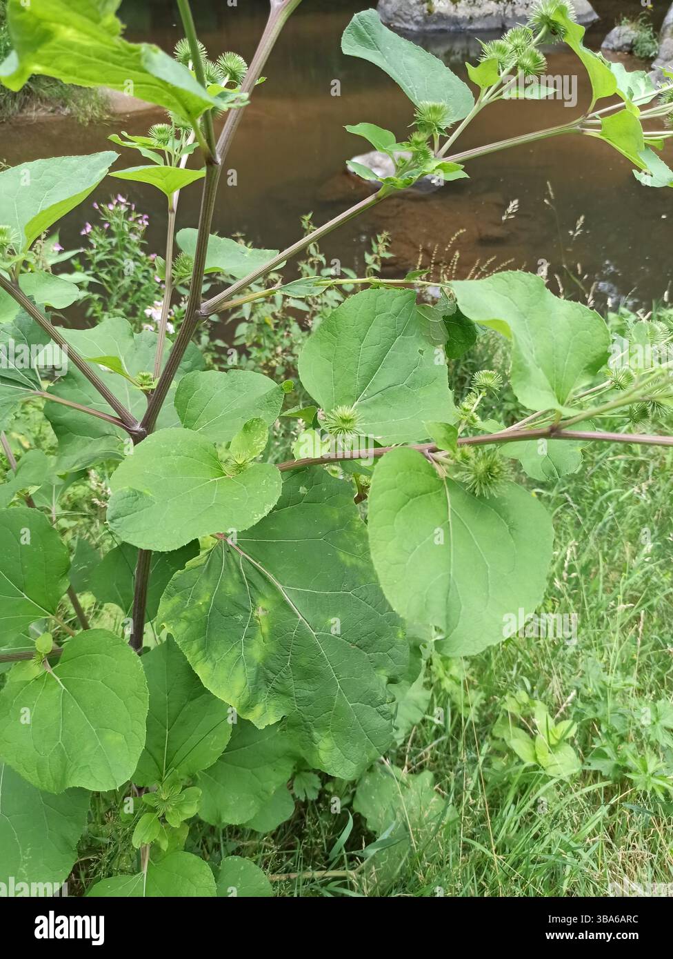 Mayor comestible hi-res stock photography and images - Alamy