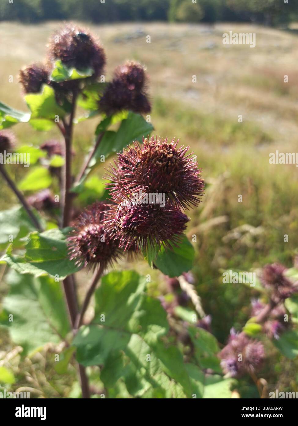 Lesser burdock, Burweed, Louse bur, Common burdock, Button bur, Cuckoo ...