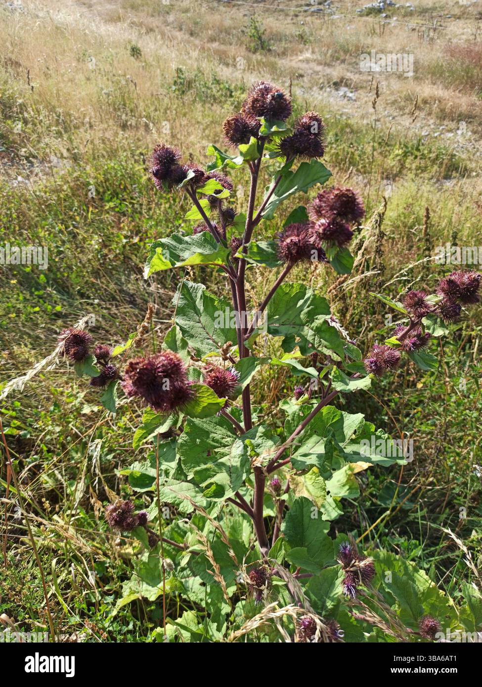 Lesser burdock, Burweed, Louse bur, Common burdock, Button bur, Cuckoo ...