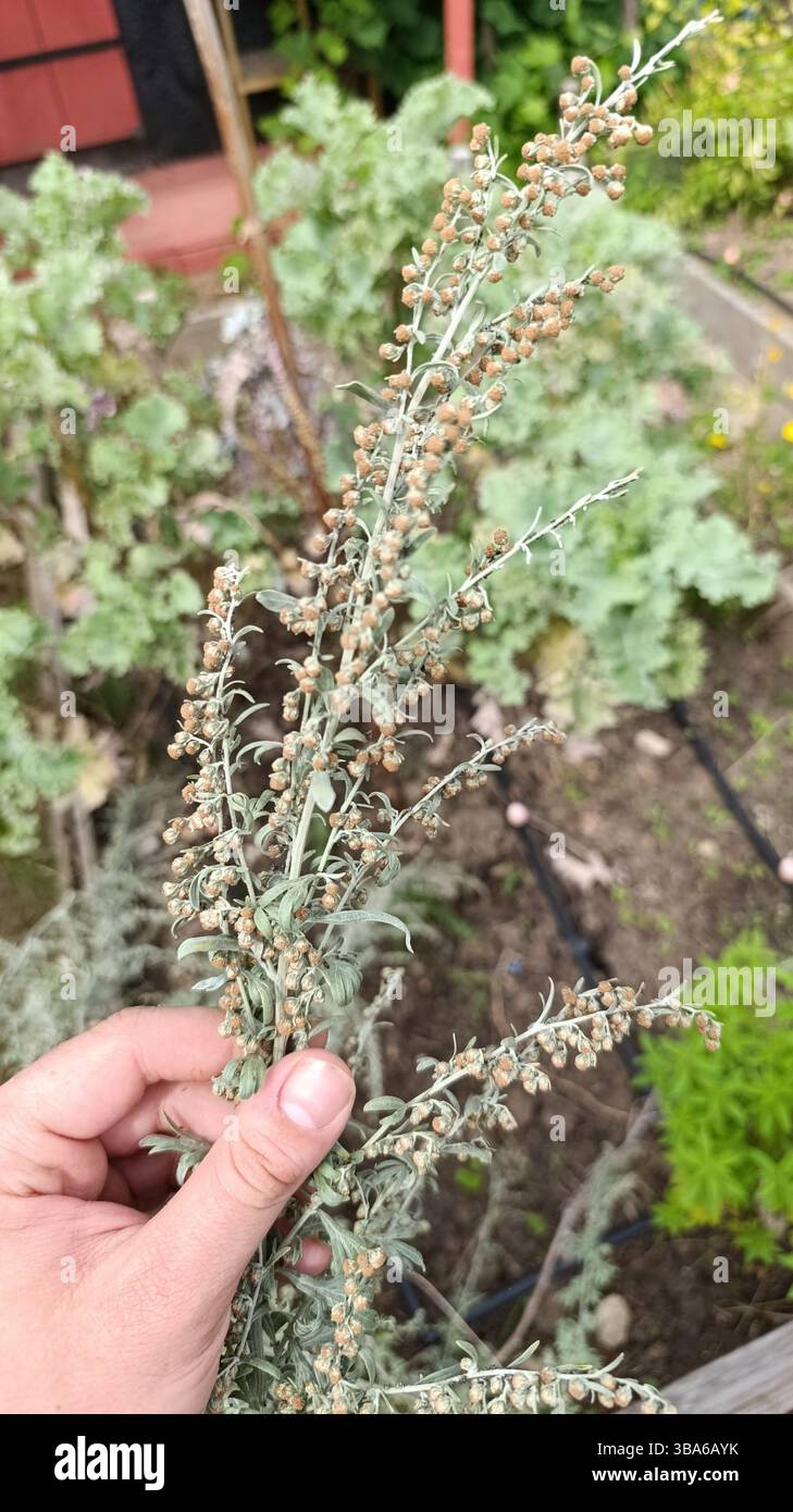 Arbustes aromatiques hi-res stock photography and images - Alamy