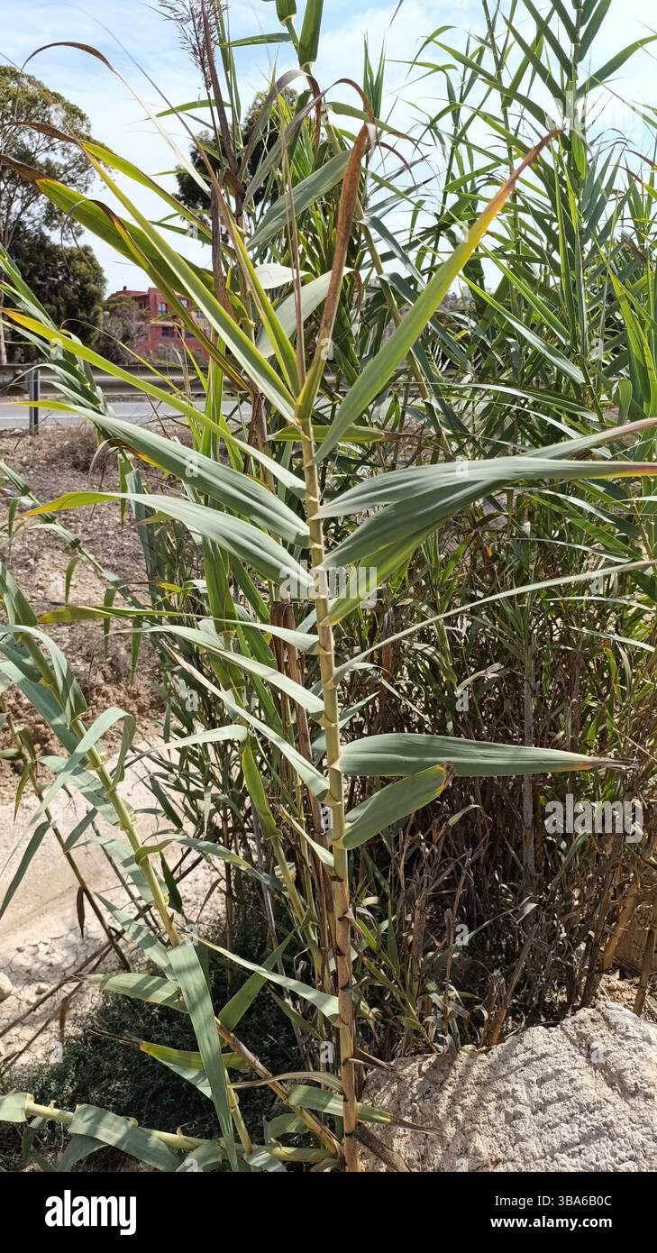 Giant cane, Elephant grass, Carrizo, Arundo, Spanish cane, Canne de ...