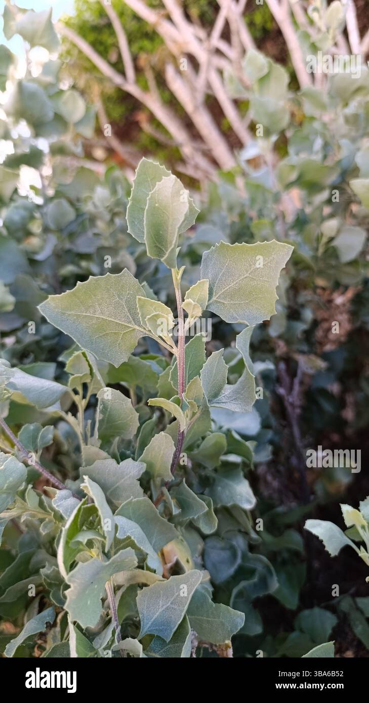 Saltbush, Arroche halime, pourpier de mer, arroche marine, fessecul ...