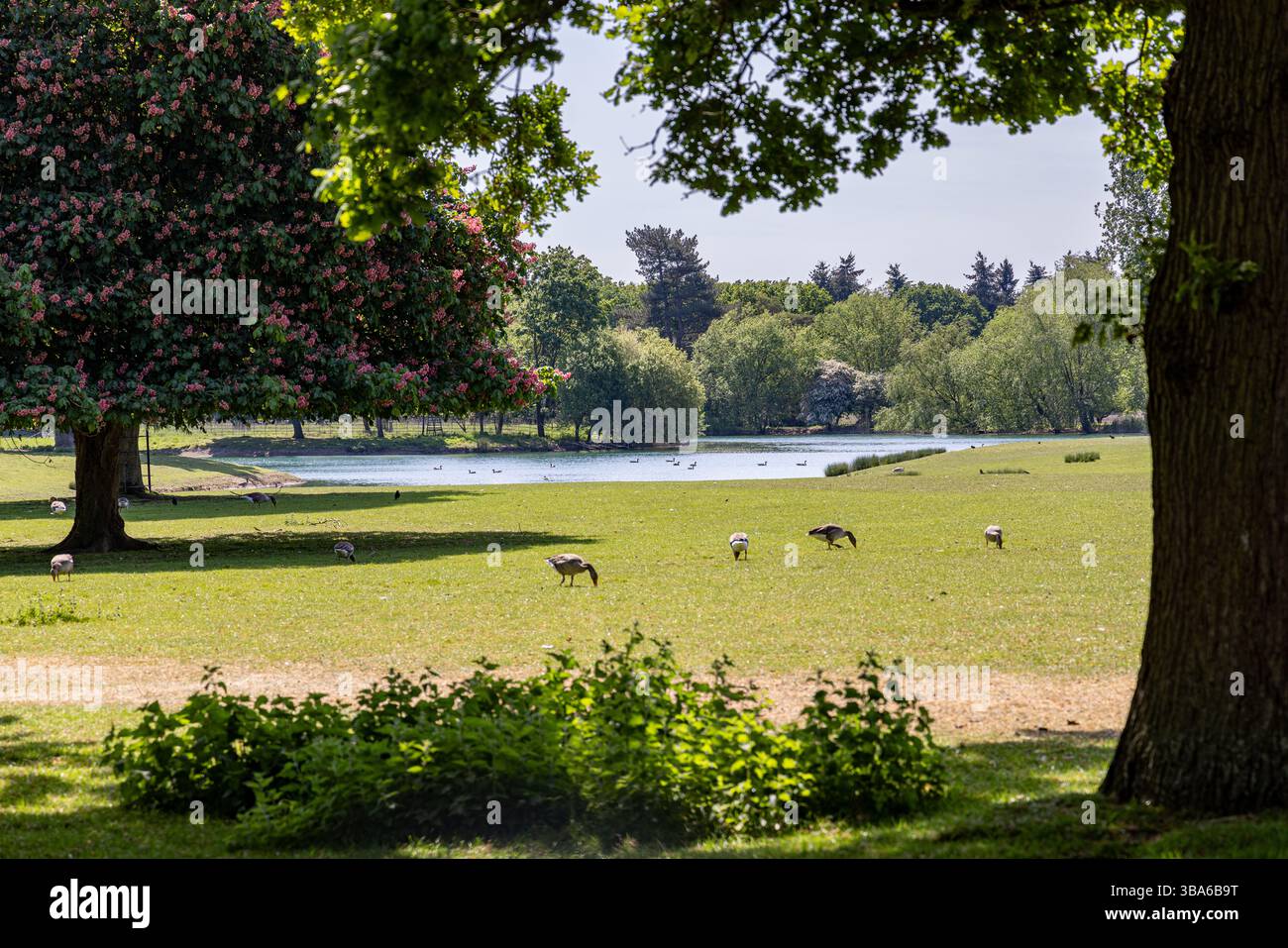 Englefield house estate hi-res stock photography and images - Alamy