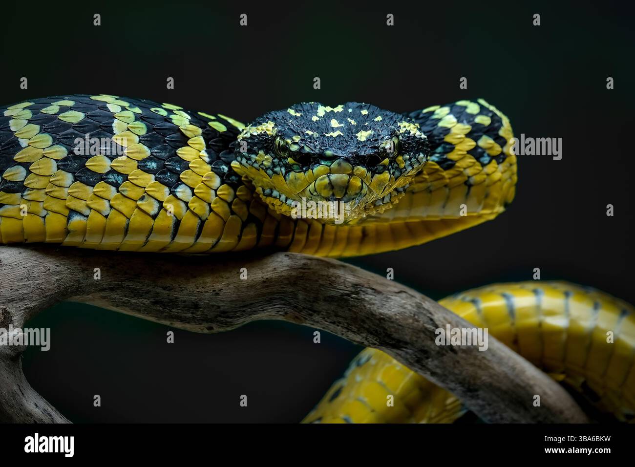 Pit viper headshot hi-res stock photography and images - Alamy