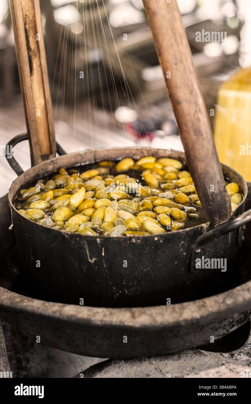 boiling silkworm cocoons traditional silk production method in ...