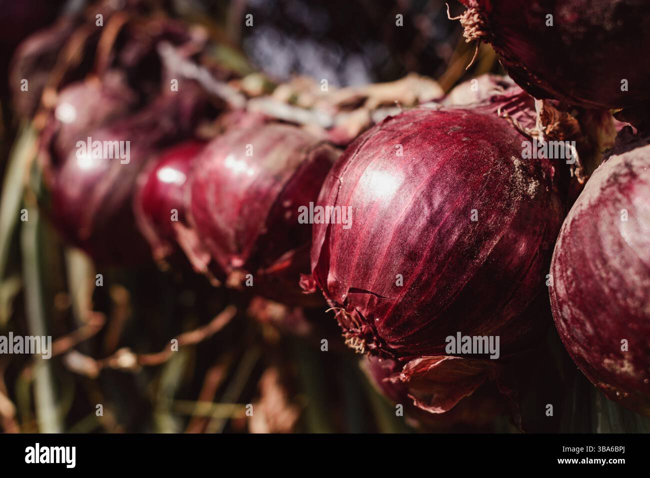 Red onion plant - Onion drying technology Stock Photo - Alamy