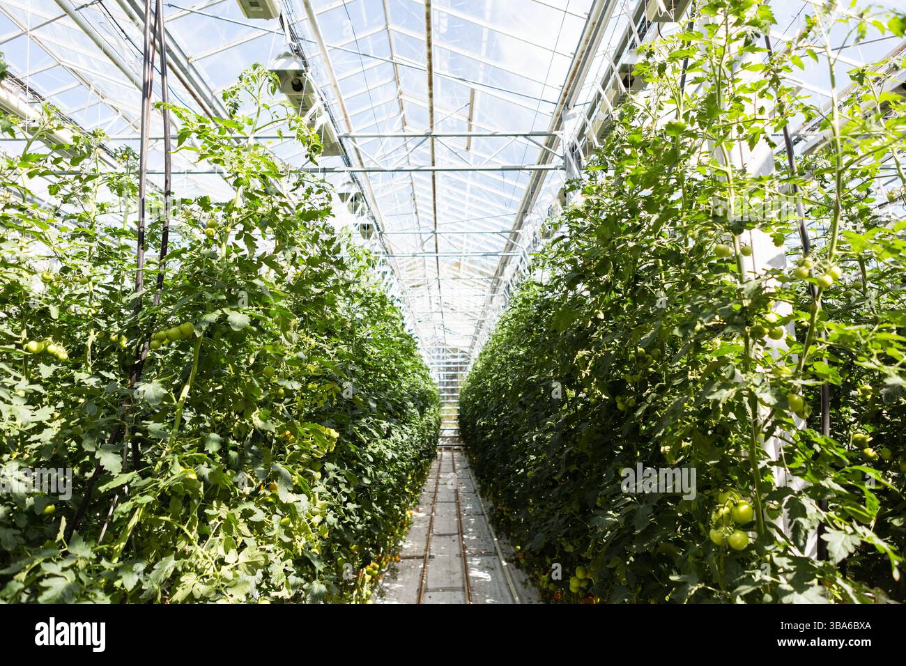 Tomato plants growing tall inside a sunlit greenhouse Stock Photo - Alamy