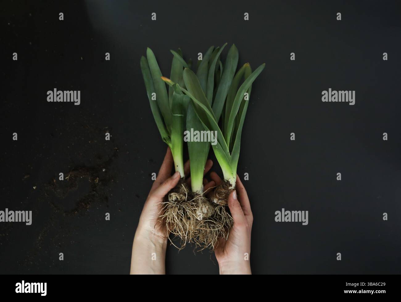Two hands holding uprooted plants with bulbs and roots Stock Photo - Alamy