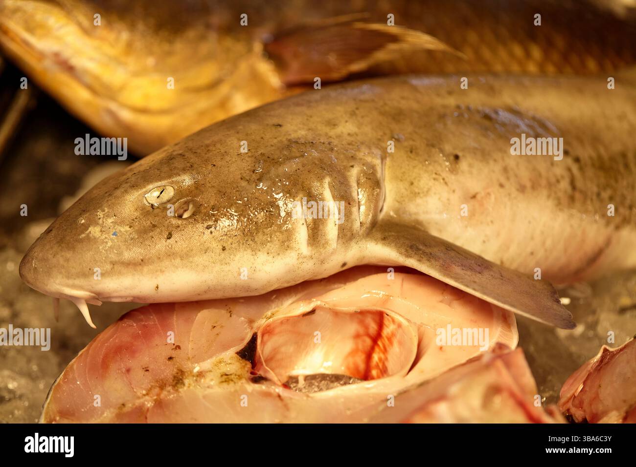 Dead shark for sale at fish market Stock Photo - Alamy