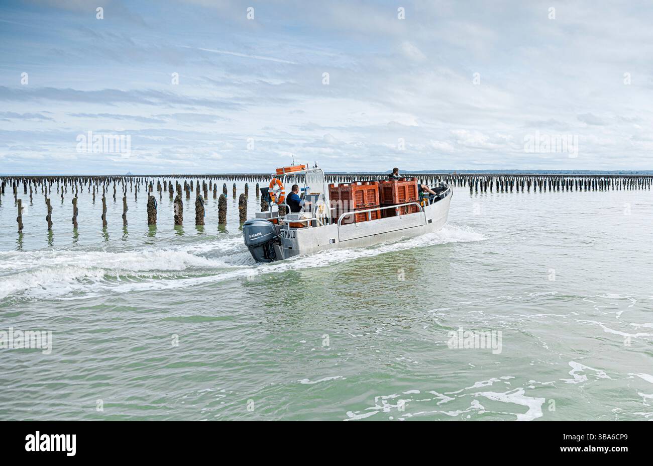 Mussel farmer in the Bay of Le Mont Saint-Michel. Farmed mussels Stock ...