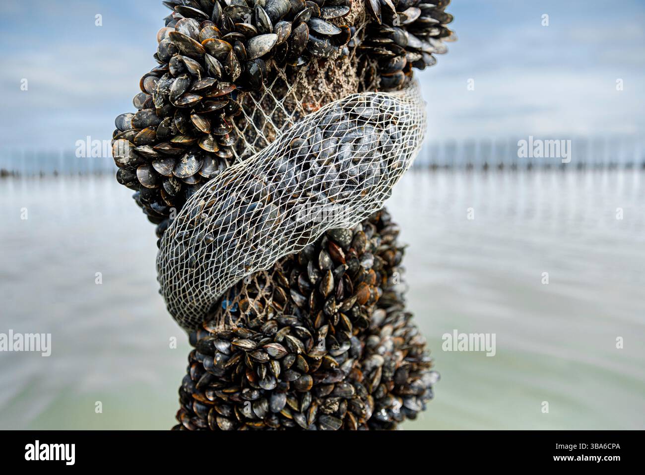 Mussel farmer in the Bay of Le Mont Saint-Michel. Farmed mussels ...