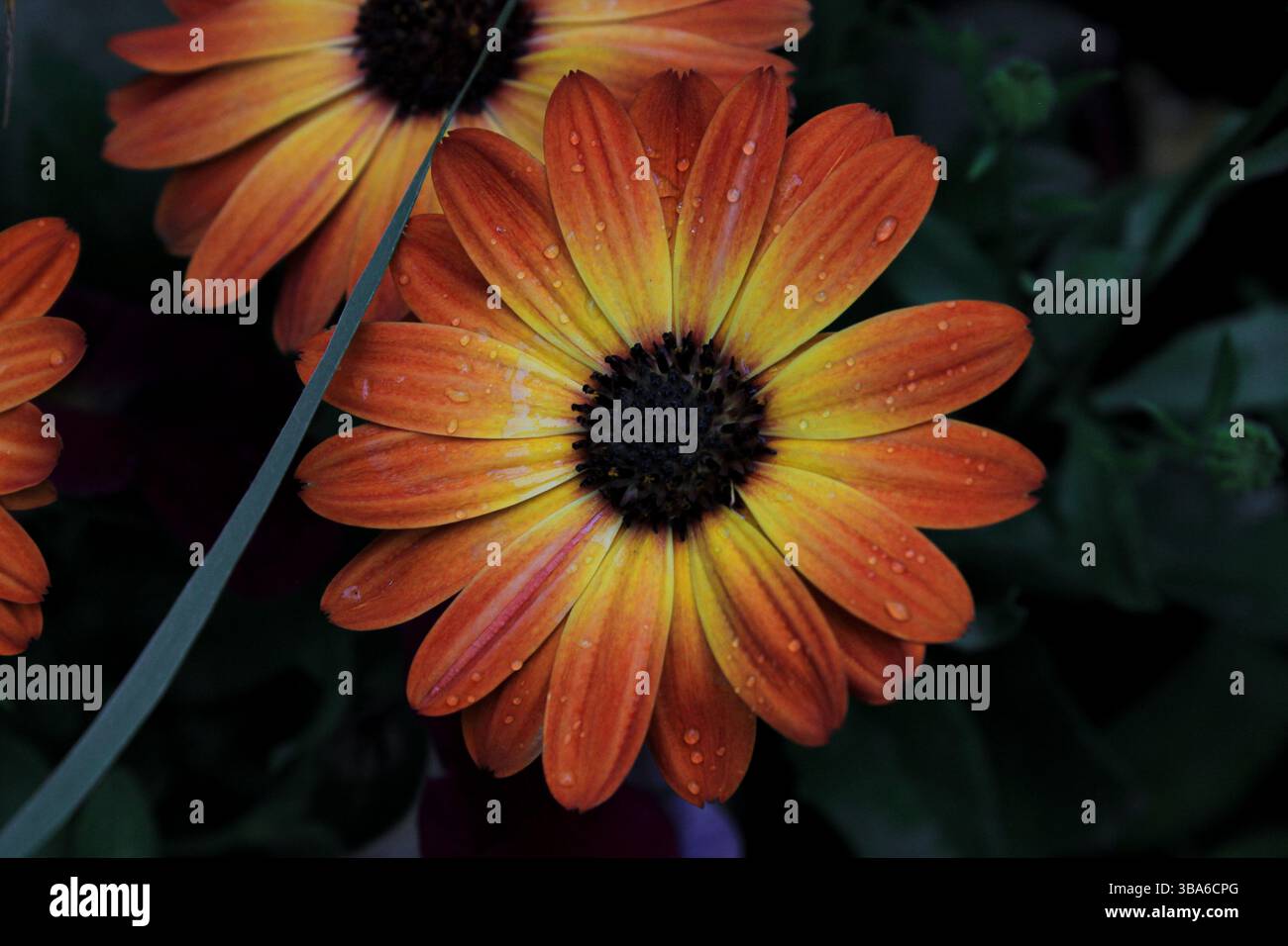 Close-up of vibrant orange and yellow African daisy (Osteospermum ...