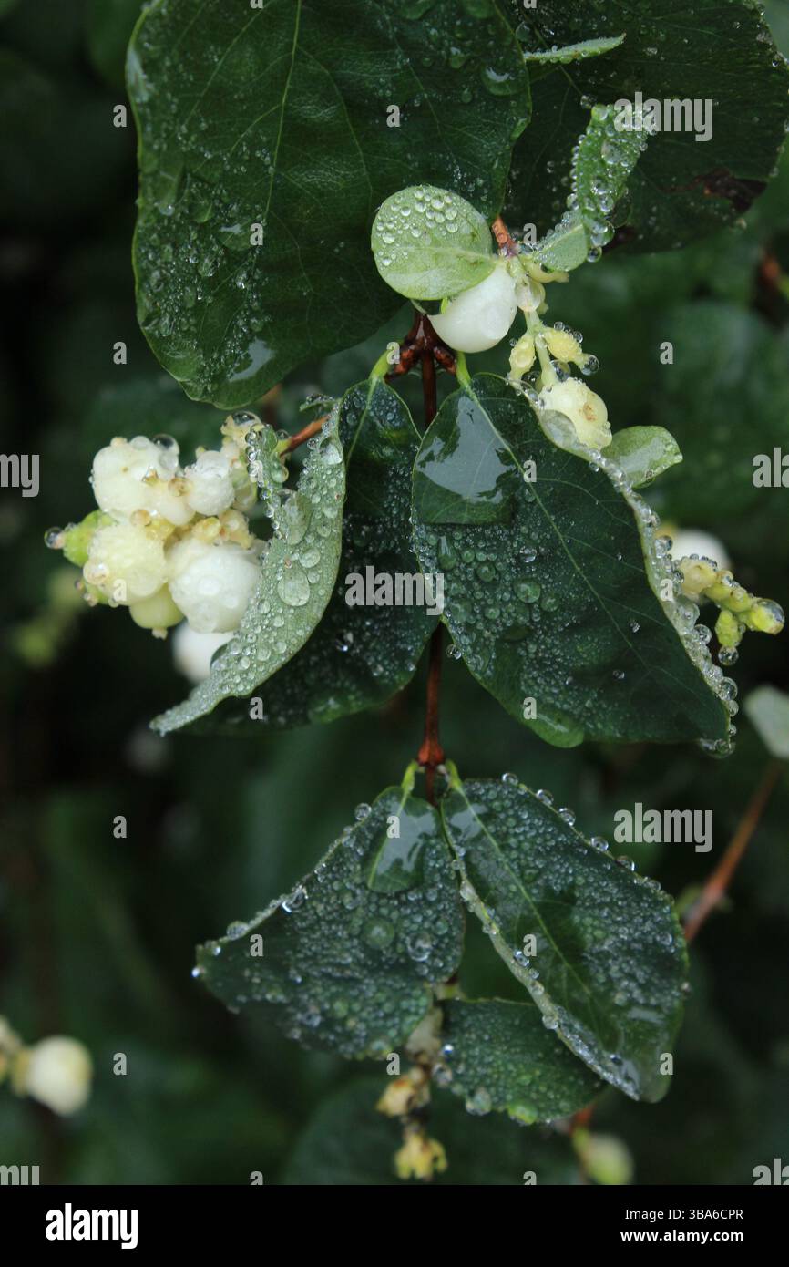 Close-up of snowberry bush (Symphoricarpos albus) with raindrops on ...