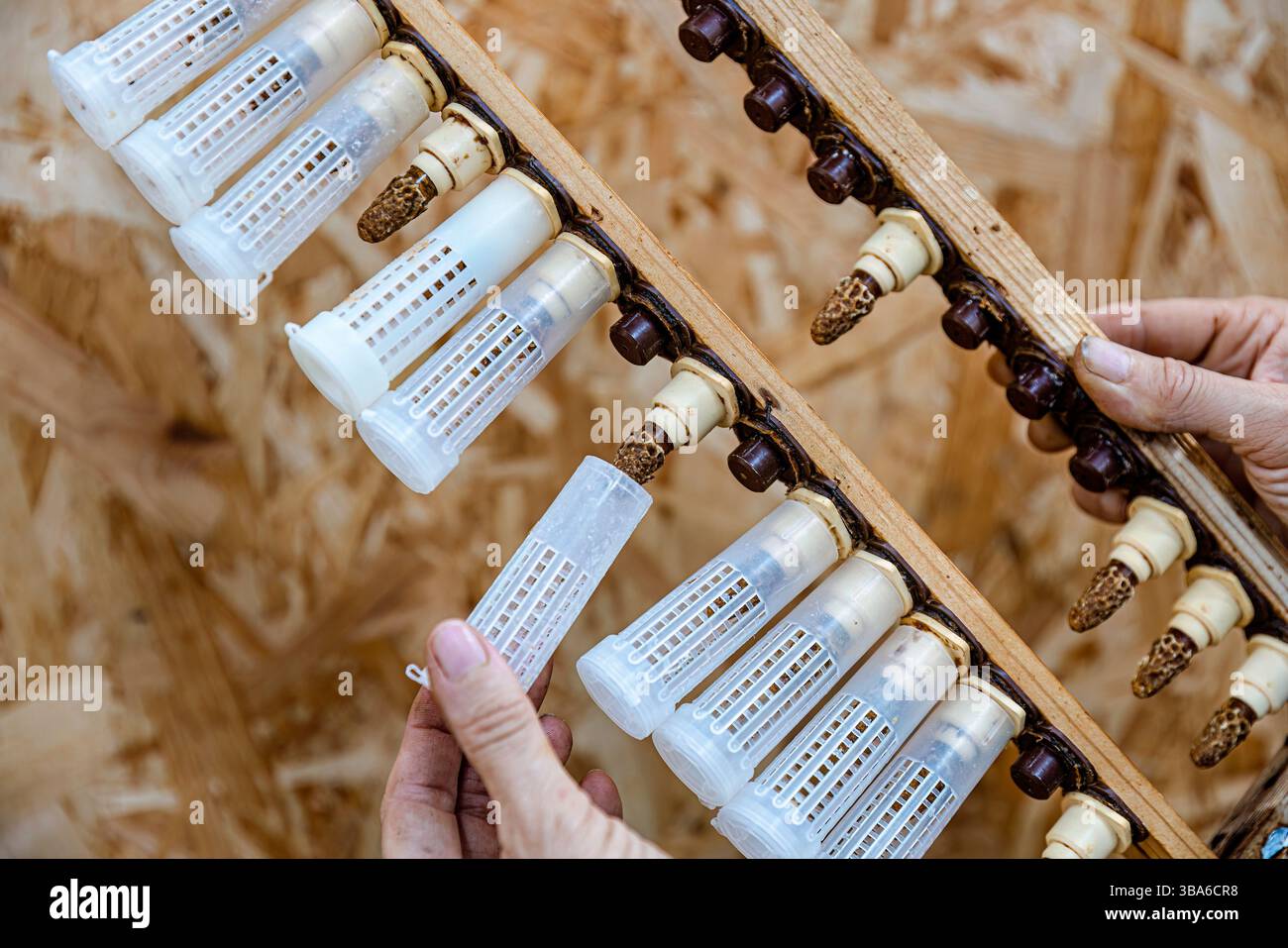 Beekeeping: grafting, a technique used to produce new queen bees by ...