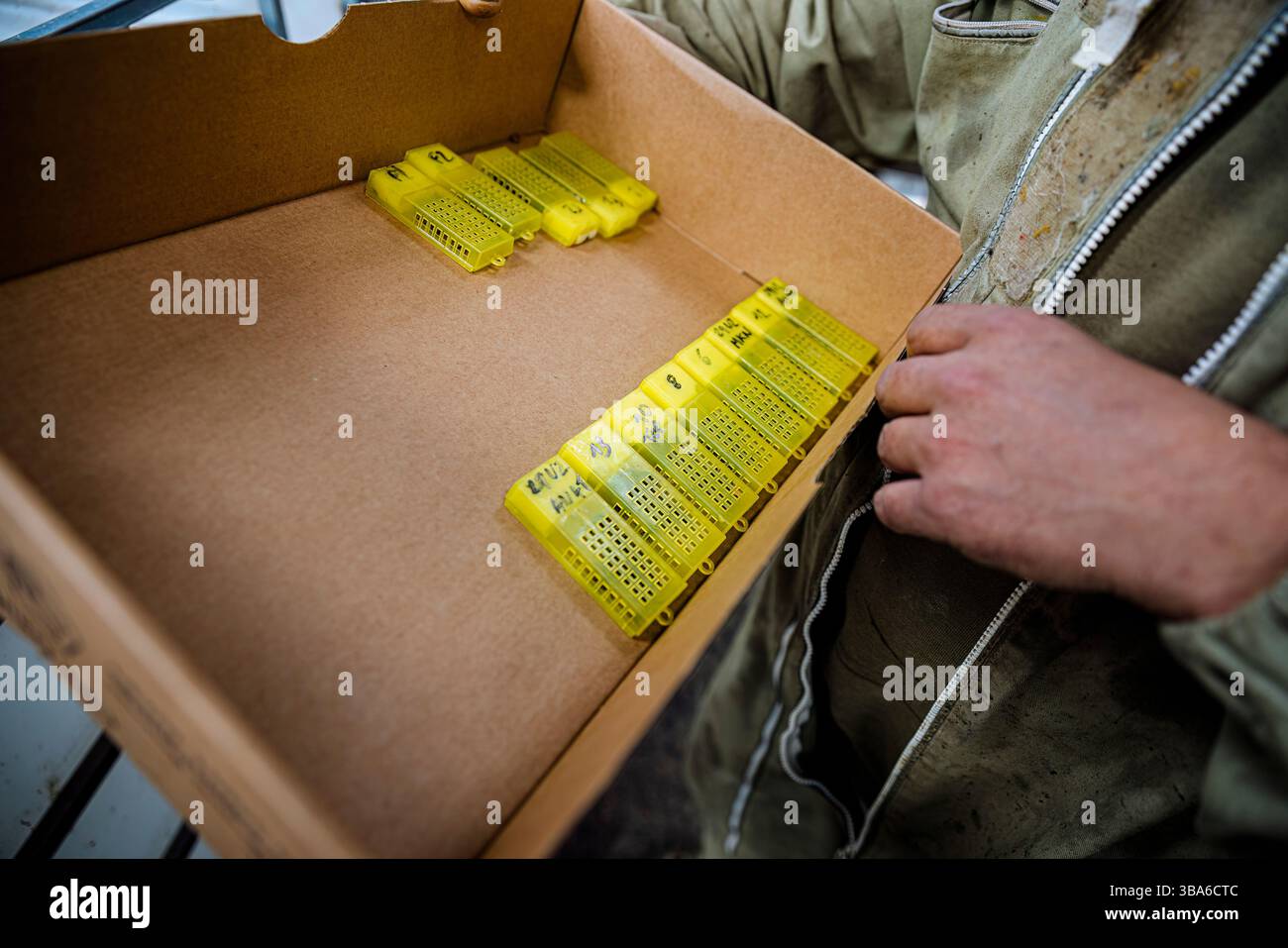Beekeeping: grafting, a technique used to produce new queen bees by ...